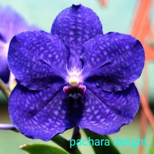 Jual Anggrek Vanda Impor Bunga jumbo - Kab. Malang - Kiki Orchids ...