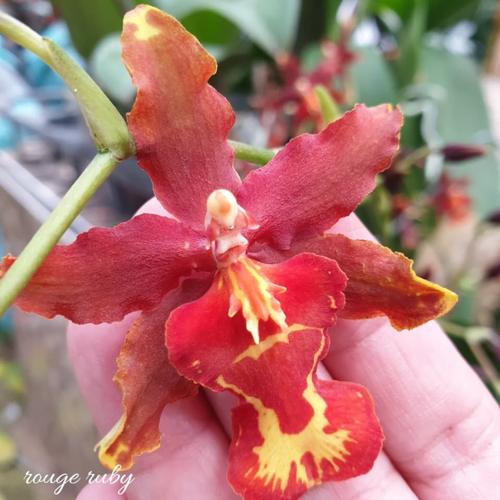 Jual Anggrek oncidium Guan Shin Rouge Ruby - Kab. Bandung Barat - hana ...