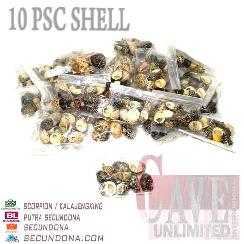 Jual cangkang kosong shell kelomang umang keong hermit crab kecil murah ...