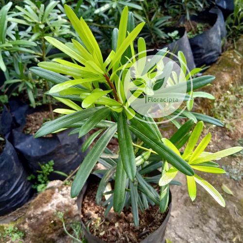 Jual Bibit pohon lohansung/Tanaman hias lohansung taiwan/Bahan bonsai ...