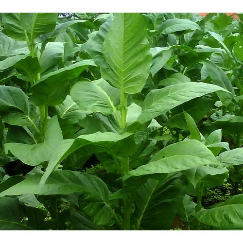 Jual Biji benih tanaman tembakau - Kab. Sidoarjo - verzastore | Tokopedia