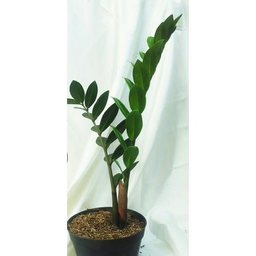 Jual Zamia dolar | tanaman hias jamea | pohon jamia dollar - Kab. Bogor ...