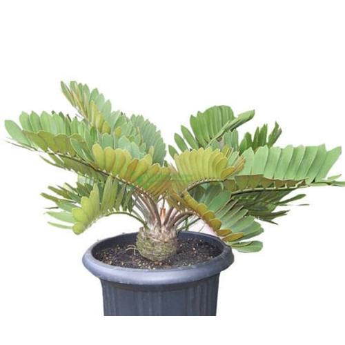 Jual Zamia kulkas | pohon jamea kulkas | tanaman hias zamia bonggol ...