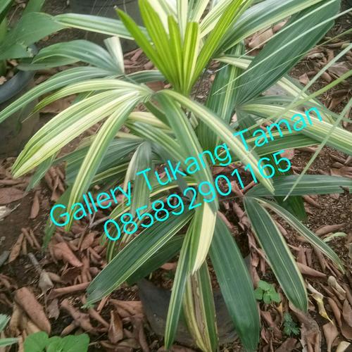 Jual Tanaman Hias Palem Regu Variegata / Palem Waregu Varigata - Kab ...