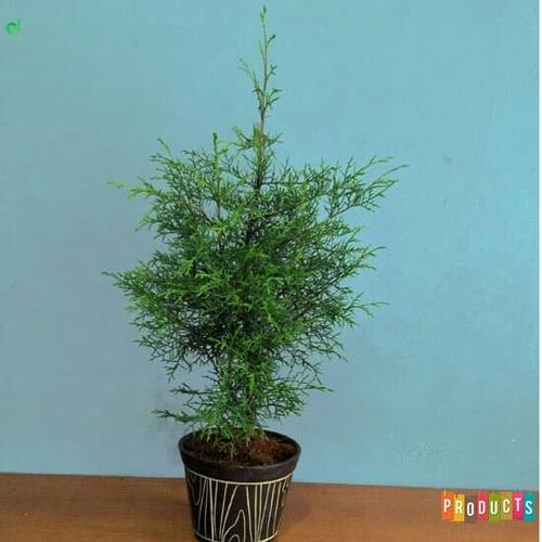 Jual Tanaman Cemara angin kerucut / juniperus virginiana - Kab. Bandung Barat - ibad garden ...