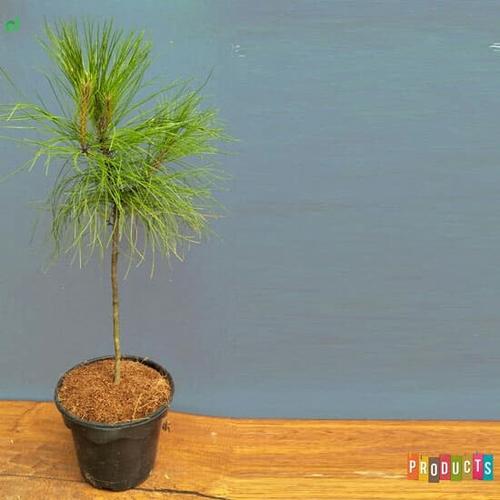 Jual Bibit tanaman Pohon Pinus Merkusii 50 CM UP - Kab. Bandung Barat ...