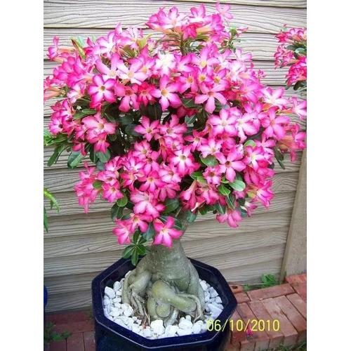 Jual Bibit/ biji benih bunga Adenium obesum mix flower indah dan ...