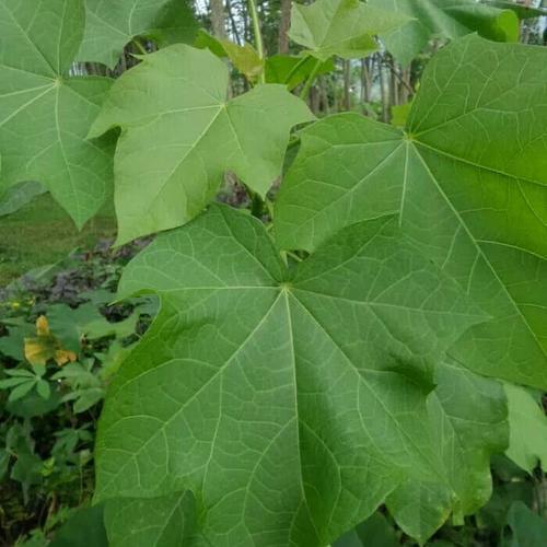 Jual Daun Jarak Herbal, Daun Jarak Segar - Kab. Bogor - nursery plant ...