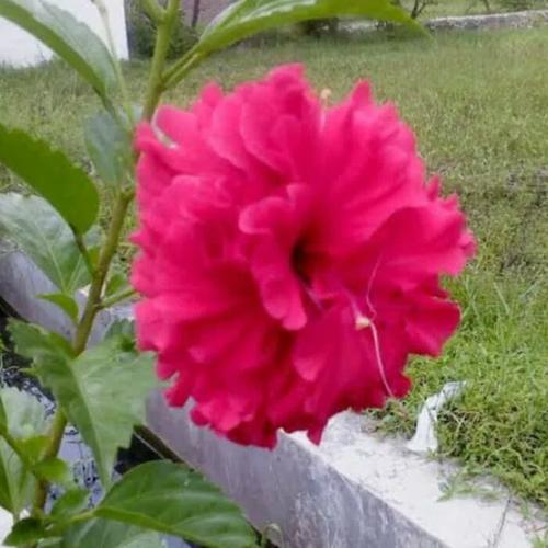 Jual Tanaman bunga sepatu rosse atau tumpuk merah - Kota Tangerang ...