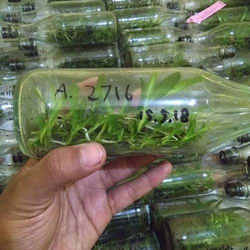 Jual Anggrek Dendrobium botol - Kab. Malang - Kiki Orchids ( anggrek ...
