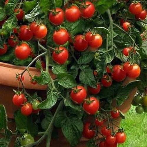Jual Tanaman Buah - Pohon Tomat Cherry (BUKAN BIJI) - Jakarta Timur ...