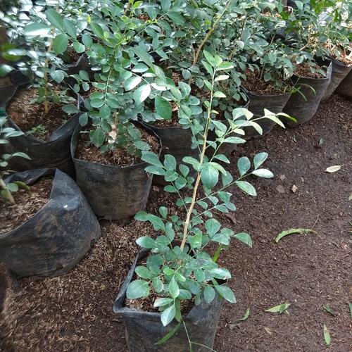 Jual Bibit tanaman kemuning bangkok - Jakarta Timur - Rumah Delima ...