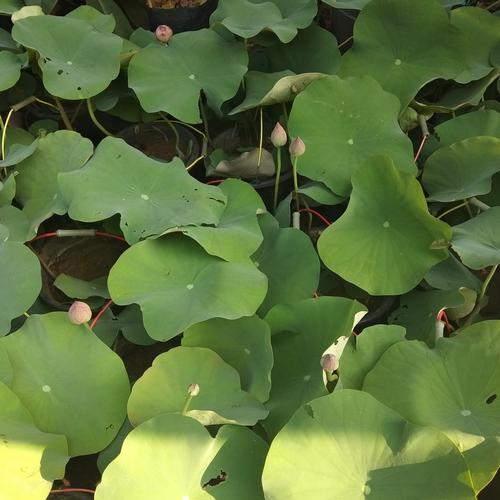 Promo Tanaman lotus - Jakarta Timur - Rumah Delima | Tokopedia