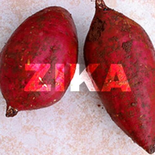 Jual Ubi Jalar Merah - Jakarta Barat - toko.zika | Tokopedia