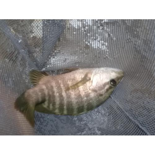 Jual Papuan BlackBass -+12cm FW/tawar (Ikan hias predator/monster fish ...