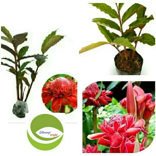 Jual Bibit Tanaman Bunga Kecombrang/Honje/Pohon Kecombrang/Obat Herbal ...