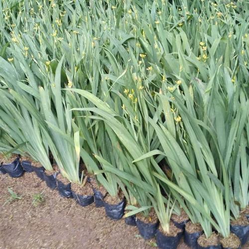 Jual Tanaman hias aris - irish bunga kuning - Kab. Bogor - Wahana ...