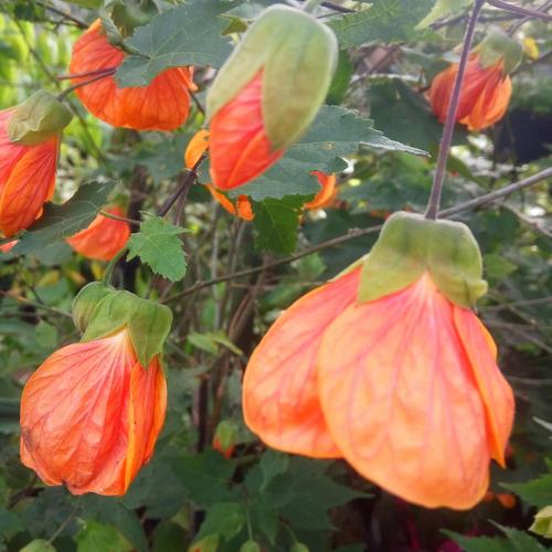 Jual Tanaman hias bunga lonceng orange / lampion orange size besar ...