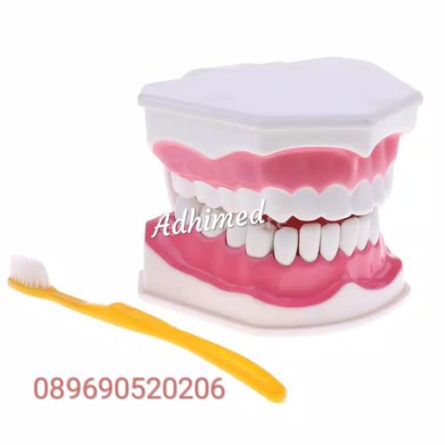 Jual Model Gigi besar / Phantom Gigi / Dental Study Model / Manekin ...