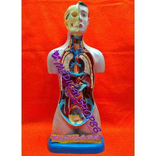 Jual TORSO PRIA. TORSO LAKI-LAKI. ANATOMI PRIA - ALat Peraga Biologi ...