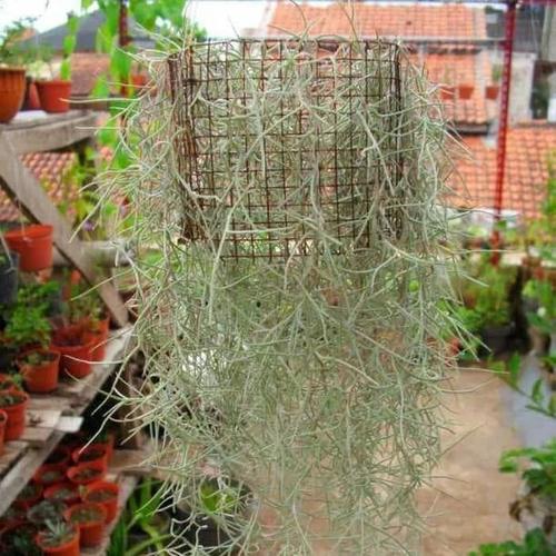 Jual TANAMAN JADI JENGGOT NABI / JENGGOT MUSA / JENGGOT DEWA /SPANISH ...