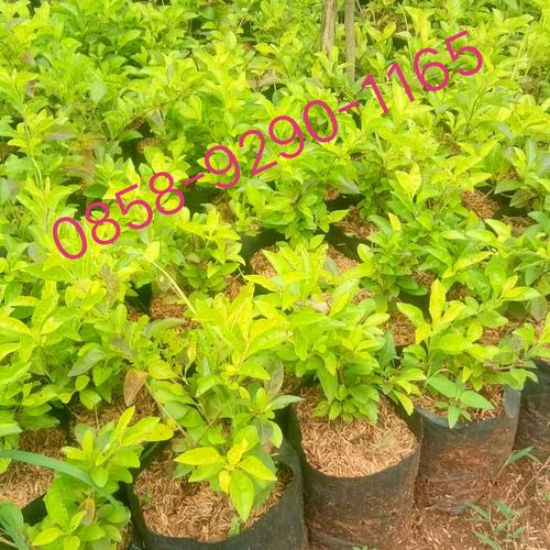 Jual Tanaman Hias Pangkas Kuning / Pohon Pangkas Kuning - Kab. Bogor ...
