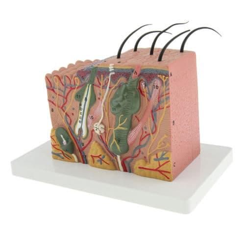 Jual 35X Magnification Anatomical Skin Subcutaneous Tissue Model Human ...