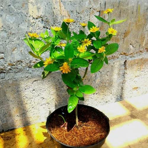 Jual TANAMAN BUNGA SERIBU BINTANG sudah di dalam pot - Kab. Pangandaran ...
