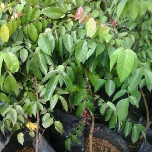 Jual bibit pohon belimbing dewa lagi berbuah - Kota Bogor - puspa ...