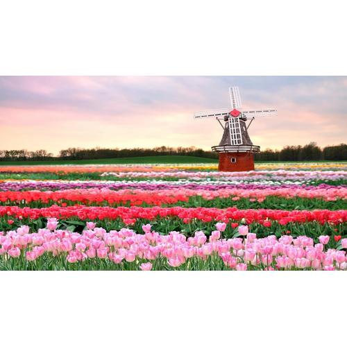 Bunga Tulip Belanda Dan Kincir Angin