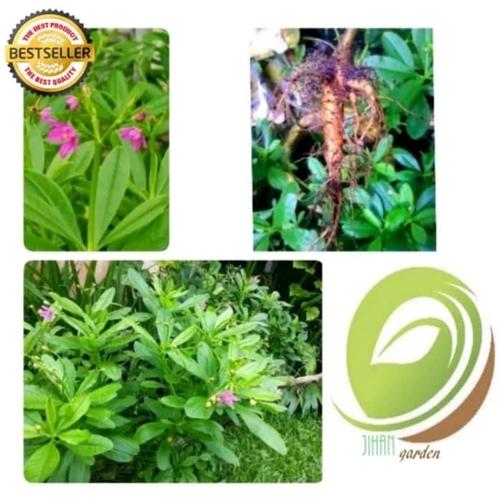 Jual bibit tanaman ginseng jawa/pohon ginseng jawa (som jawa) - Kab ...