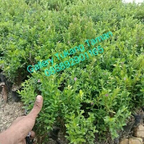Jual Tanaman Taiwan Beauty / Bunga Taiwan - Kab. Bogor - nursery plant ...