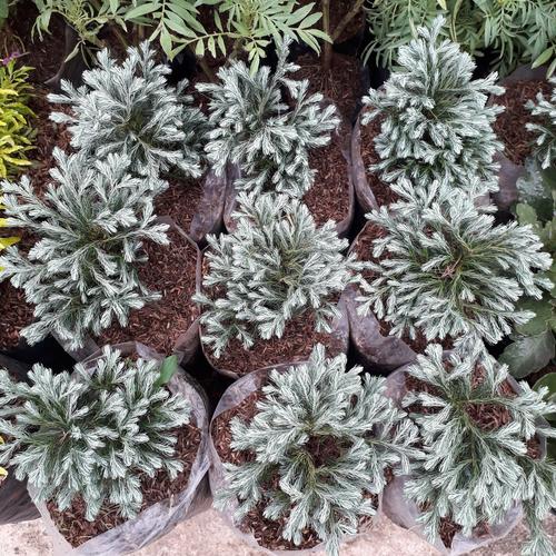 Jual cemara perak - Jakarta Utara - lotus putih | Tokopedia