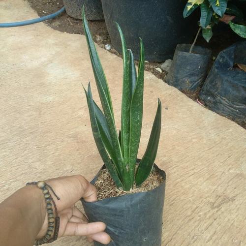 Jual tanaman hias sansevieria cylindrica - sansevera - sansivera ...