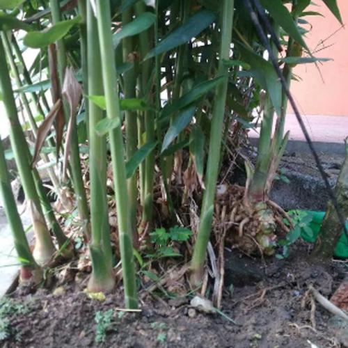 Jual Bibit Tanaman Herbal Bangle / Panglai - Jakarta Selatan - ln54ni ...