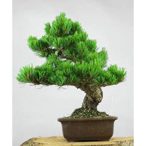 Jual New biji bibit benih bonsai pinus - Jakarta Utara - OnlineHouse ...