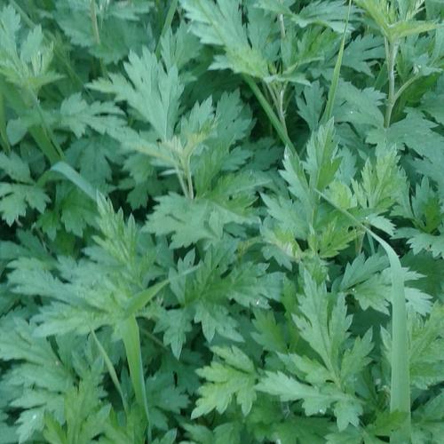 Jual daun baru cina/mugwort plus akar nya - Kab. Cianjur - florist ...