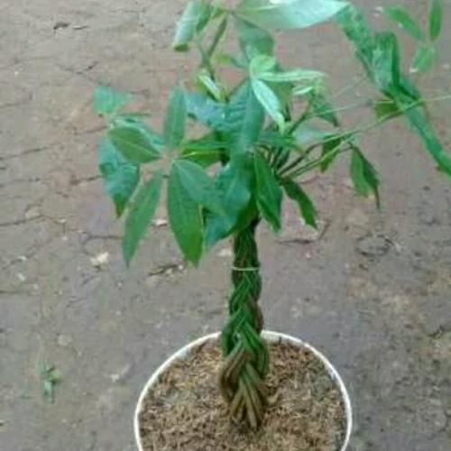 Jual tanaman hias Pacira kepang 9 - pacira money tree - tanaman hoki ...