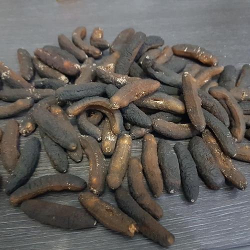 Jual 40 ekor Teripang Gamat sea cucumbar Hoisom haisom pasir belitung ...