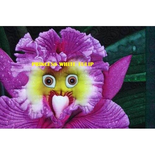 Jual Benih Bibit Bunga Anggrek Monyet - Kab. Bandung - Rizal Krisnanda ...