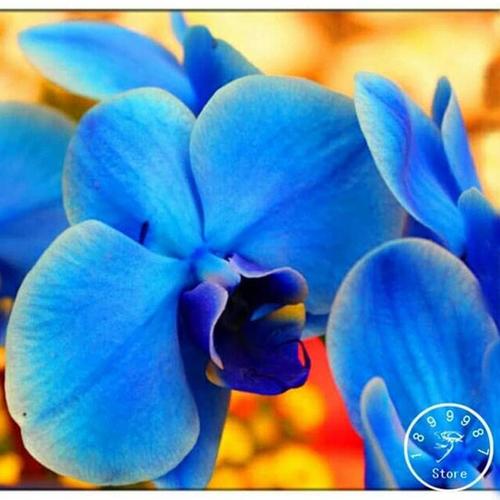 Jual BIJI BENIH BUNGA ANGGREK BIRU PHALAENOPSIS - ORCHID BLUE - Kab ...