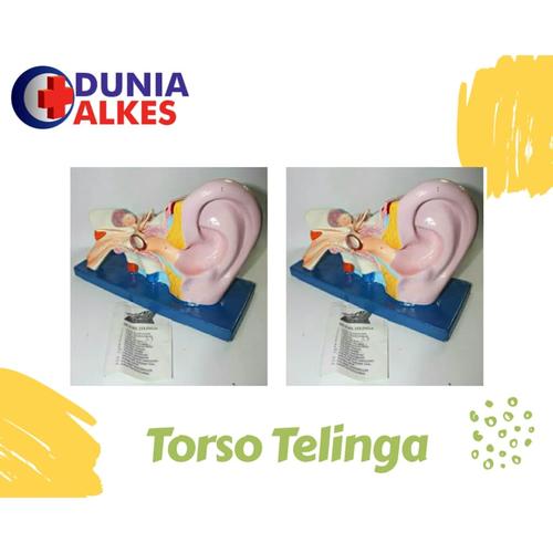Jual Torso Telinga / Torso anatomi manusia model telinga / Manekin ... Jual Torso Telinga / Torso anatomi manusia model telinga / Manekin ...