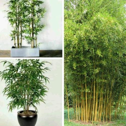 Jual tanaman hias bambu mini micro - sasa pygmaea bamboo dwarf - Kab ...