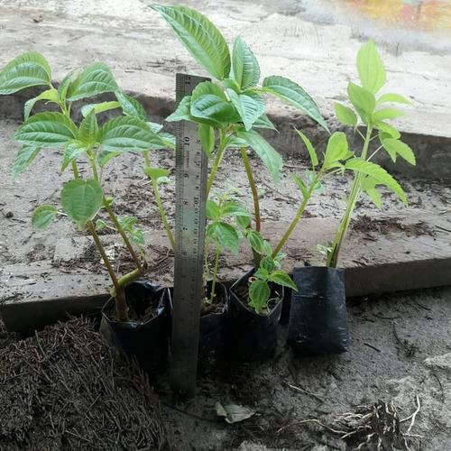 Jual bibit pohpohan tanaman poh pohan sayur lalapan - Jakarta Pusat ...