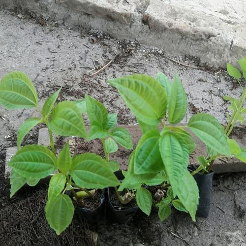Jual bibit stek pohpohan batang dan akar siap tanam pasti terubus ...