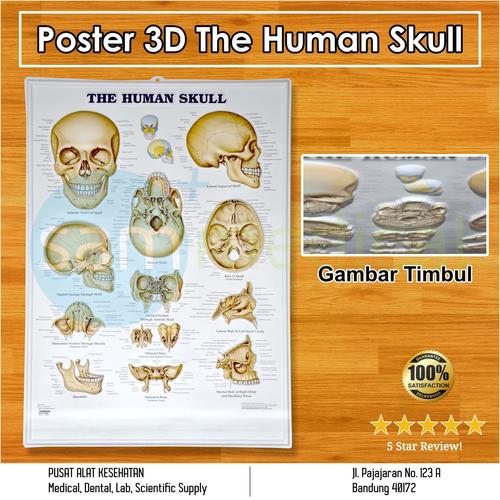 Jual Poster Tengkorak Manusia/Poster 3D The Human Skull - Kota Bandung ...