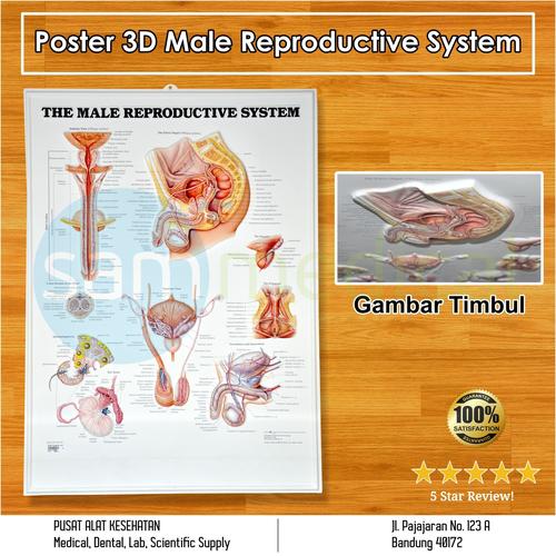 Jual Poster Sistem Reproduksi wanita /3D The Male Reproductive System ...