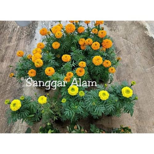 Jual Tanaman Hias Merigold/Tanaman Hias Mery Gold - Jakarta Utara ...