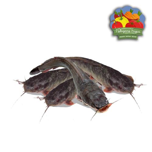 Jual Ikan Lele Segar - 500 gram - Kota Tangerang Selatan - Pedagang ...