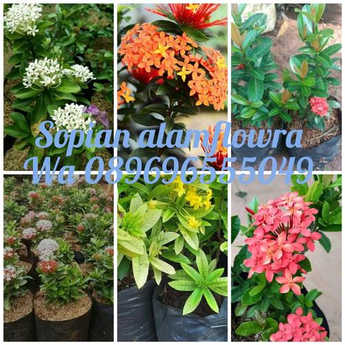 Jual tanaman asoka mini -1 paket 6 jenis - soka mini - Kab. Bogor ...